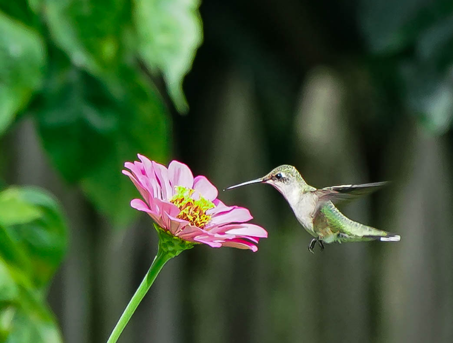 Buzzard – Aperture South