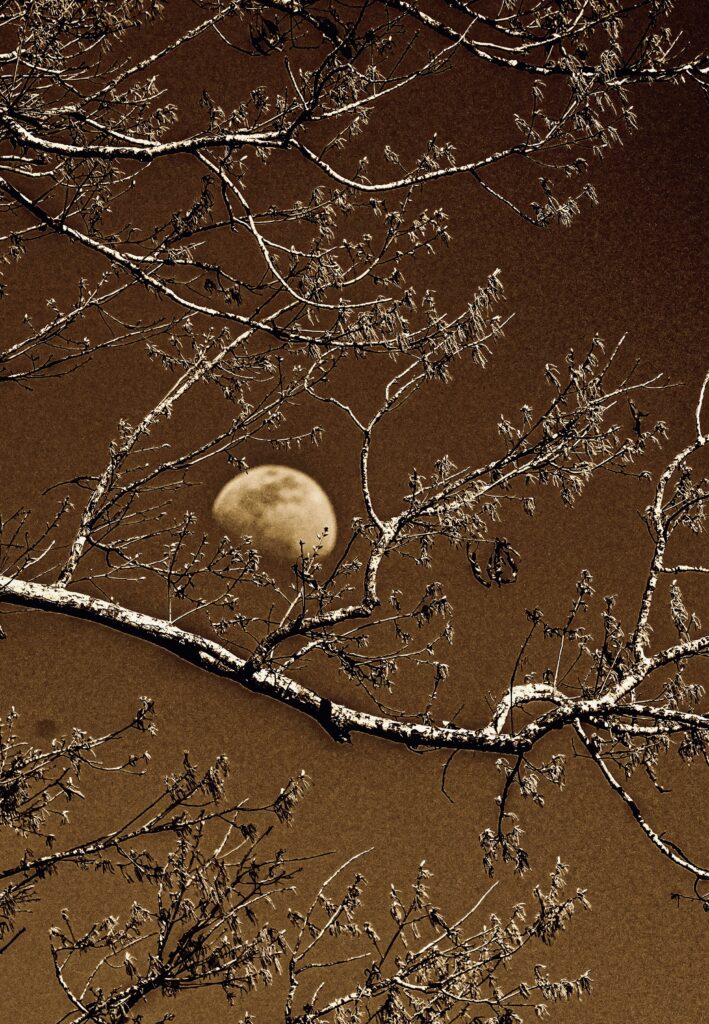 Sunshine Tree Vidalia – Aperture South