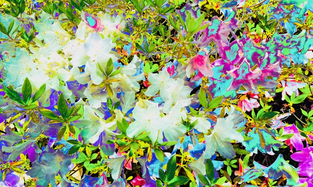 Po Monkeys – Aperture South