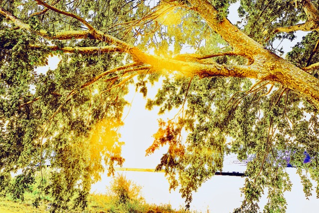 Sunshine Tree Vidalia – Aperture South